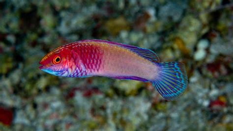 Stunning ‘twilight Zone Rainbow Fish Recognized As New Species Nerdist