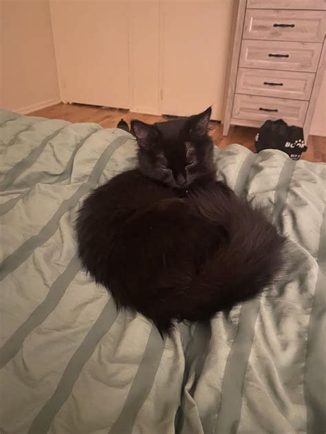 My Tiny Void Eevee 🐈‍⬛🫶🏻🖤 R Voidcats