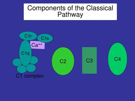PPT Complement System Activation Dr Ghada Boghdadi PowerPoint Presentation ID 3335806