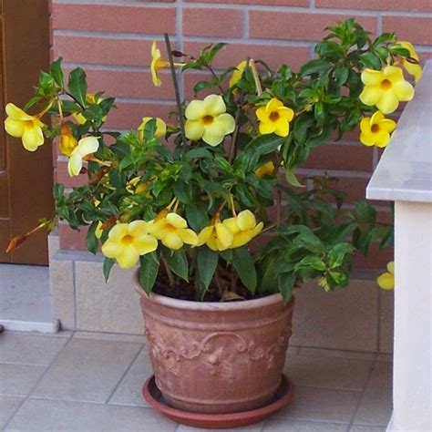Allamanda Polyantha Alamanda De Cerca