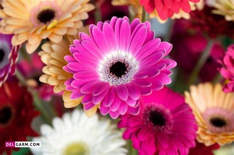 معنی رنگ های مختلف گل ژربرا گل ژربرا نماد چیست