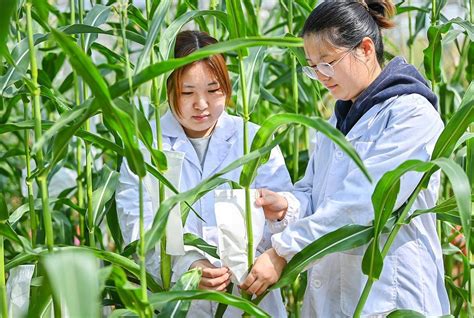 找到关键基因 科企牵手开展宜机收玉米品种培育开发 脱水 籽粒 产业