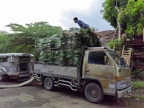 Anahaw Leaves For Anahaw Leaves And Nipa Shingles Pawid Facebook