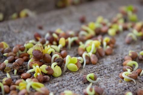 마이크로 그린 삼베에 성장 하는 마이크로 녹지의 클로즈업 유기농 고품질 식물 씨앗에서 발아 된 녹색 새싹 발코니 원예 및 유기농