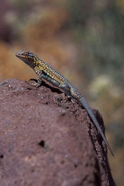 Side Blotched Lizard Wild Herps Common Side Blotched Lizard Uta