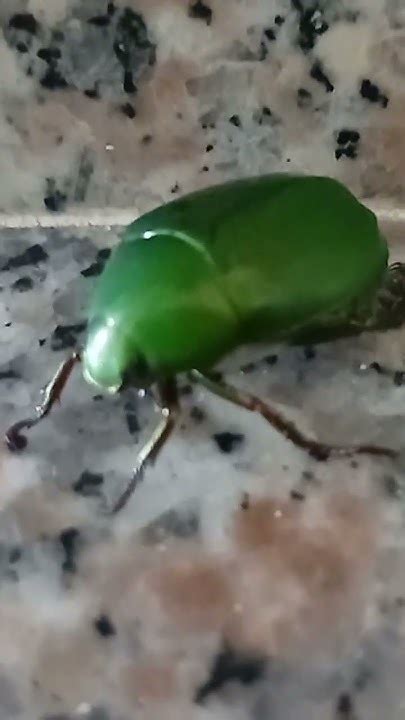 Bug🪲 Youtube