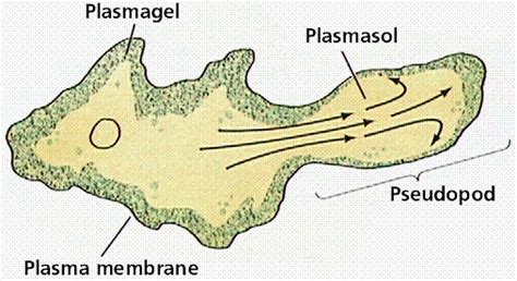 Cells Ii Cellular Organization