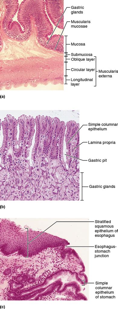 Histologic Structure Of The Stomach And The Esophagus Stomach Junction