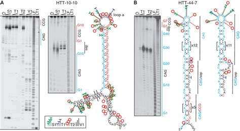 In Vitro Structure Of Cag And Ccg Repeat Tracts From Htt Mrna A Download Scientific Diagram