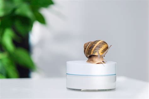 유기농 화장품 컨셉 달팽이에 피부 크림 항아리 공간을 복사합니다 개념에 대한 스톡 사진 및 기타 이미지 개념 개념과 주제 건강한 생활방식 Istock