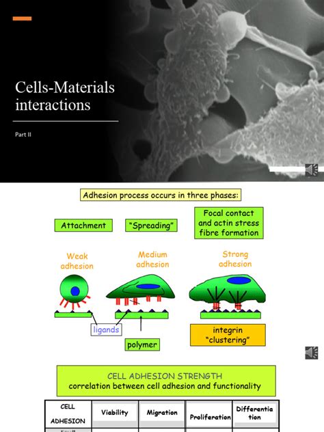 Cell Adhesion Te 2020 Part Ii Pdf Cell Adhesion Extracellular Matrix
