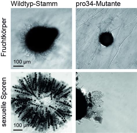Defect In Cellular Respiration Renders Sac Fu Eurekalert