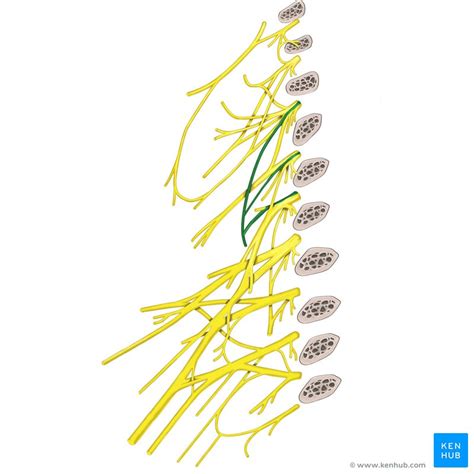 Phrenic Nerve Origin Course And Function Kenhub