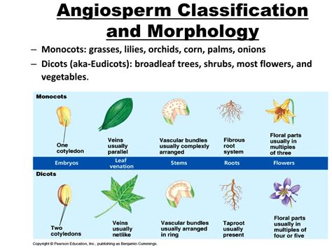 Ppt Plant Structure Powerpoint Presentation Free Download Id2026308