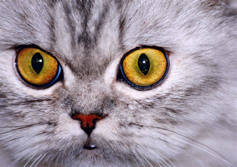 Gele Ogen Foto Afbeelding 9177711