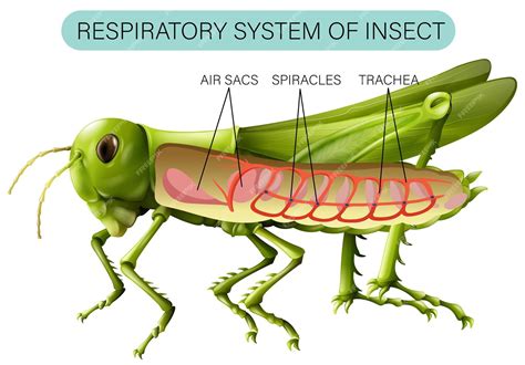Free Vector Respiratory System Of Insect Diagram