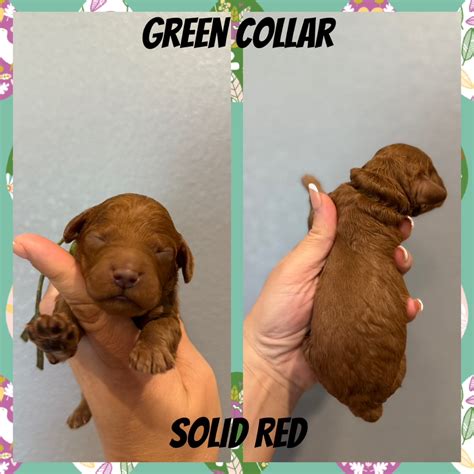 Bains Goldens Doodles And Poodles Bain Kennels