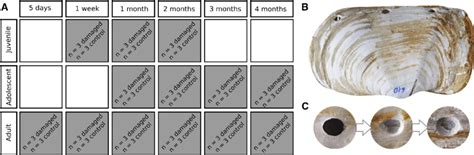 Experimental Design Of The Perturbation Time Course A Schematic Download Scientific Diagram