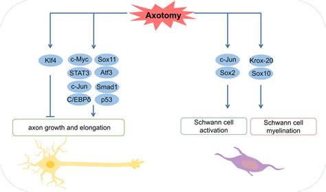 Transcription Factors Regulate Nerve Regeneration After Peripheral Download Scientific Diagram