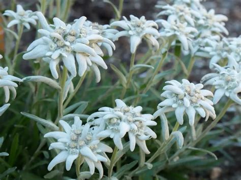 Edelweiss Flower Spiritual Meaning Best Flower Site