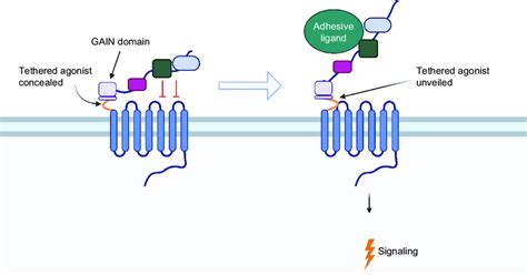 Adhesion G Protein Coupled Receptor Agpcr Nh 2 Terminal Fragments Download Scientific