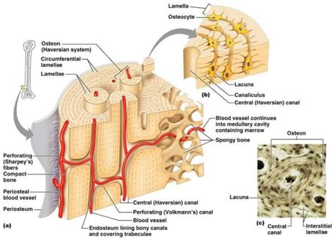 Endosteum Definition Function Histology Vs Periosteum