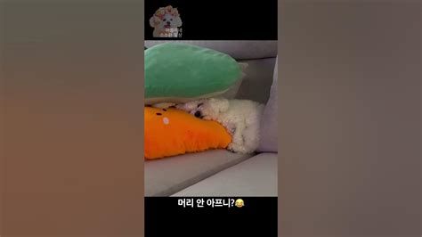 스스로 낑겨 자는 강아지 쿠션 사이에 샌드위치 Youtube