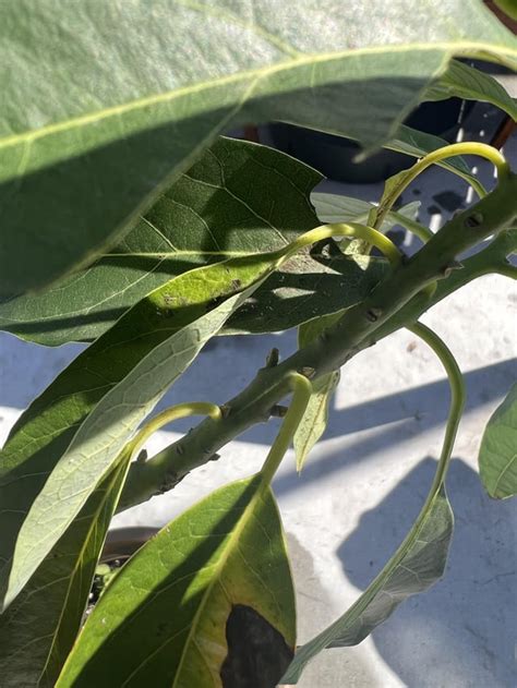 Avocado Tree Pests Rvegetablegardening