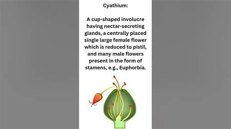 Special Types Of Inflorescence Hypanthodium Verticelastor Cyathium Youtube