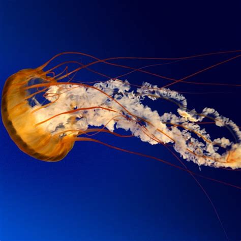 Steven Posluszny Youtube