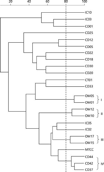 Dendrogram Derived From Rapd Analysis Of Clinical Isolates Of M