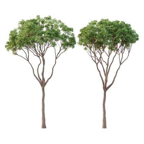 Eucalyptus Robusta Trees 09 3d Model 3dbrute