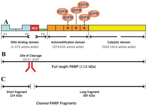 Structural Domains Of Parp And Its Fragments Showing A Dna Binding