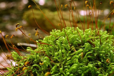 Bryophyte Examples