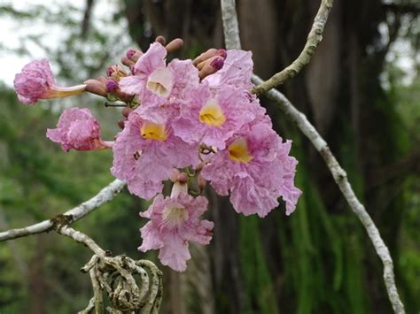 Apamate Rosa Tabebuia Rosea