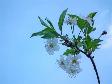 무료 이미지 나무 자연 분기 하늘 화이트 꽃잎 봄 푸른 플로라 벚꽃 작은 가지 꽃들 시트 이파리