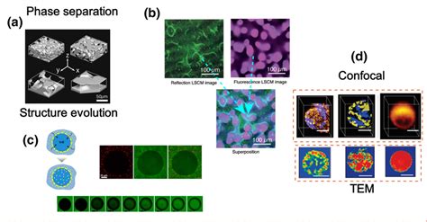 A The Development Of A Phase Separating Structure Through Time Each Download Scientific