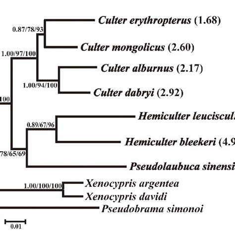 The Nj Phylogenetic Tree Based On Cyt B Gene Sequences Showing The