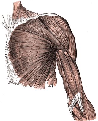 Bicipital Aponeurosis Wikipedia