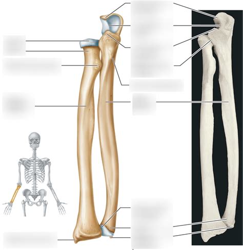 Radius Ulna Diagram Quizlet