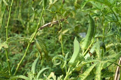 Premium Photo Lady Finger Or Okra On A Plant Fresh Okra Plant Okra Closeup On The Tree Lady