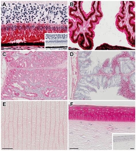 Lectin Histochemical Localization Of Glycans In Sections Through Retina