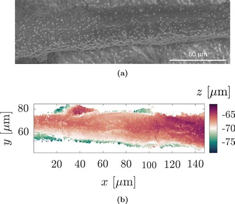 Dic Speckle Pattern Generated By Applying Polystyrene Particles On The Download Scientific