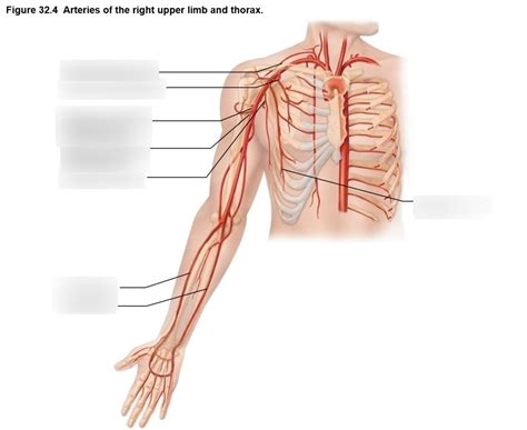 Apl2 Exam 2 Diagram 6 Diagram Quizlet
