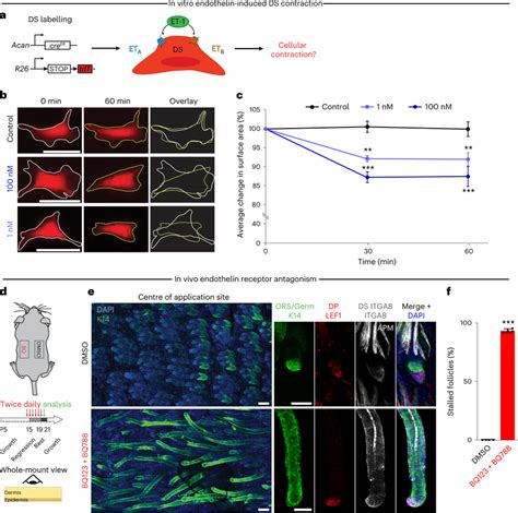 Activation Of Endothelin Signalling Contracts Ds Cells And Download Scientific Diagram