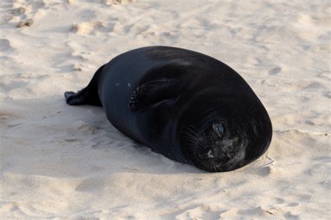 Cara De Foca Bebé Negra