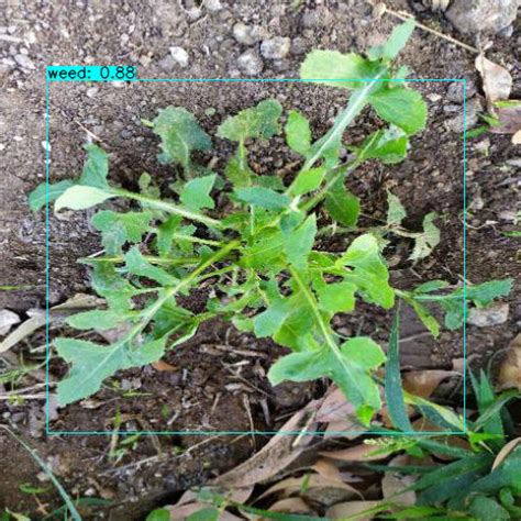 Some Crop And Weed Detection Samples Labelled With Their Confidence Download Scientific Diagram