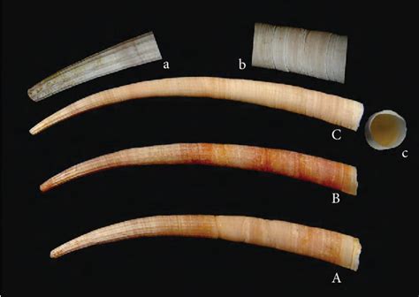 Figure 5 From Scaphopod Species Mollusca Of The Turkish Levantine And