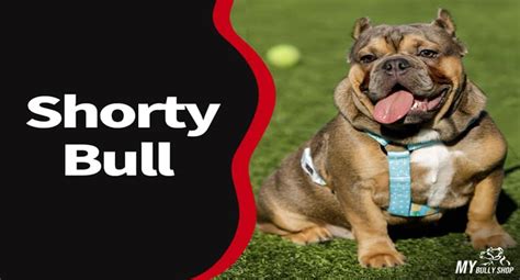 Shorty Bull Breed Information