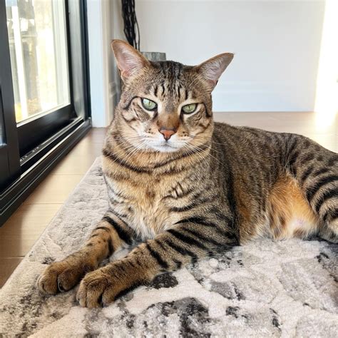 Dexter Boycat F6 Sbt Savannah Cat How Is He Real 😻😻😻 Cat Cats